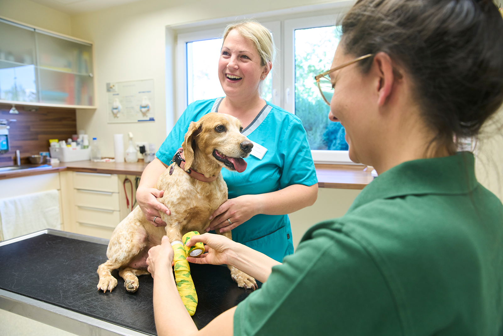 VetPartners: Netzwerk von Tierärzten für Tierärzte